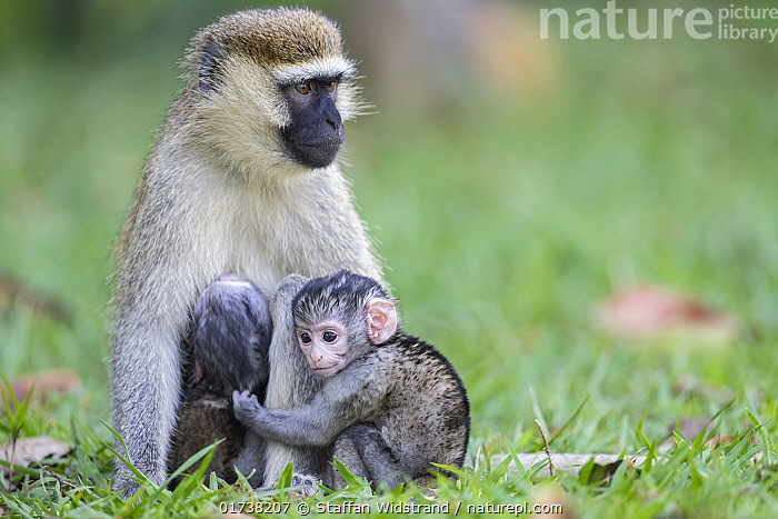 Sitting Monkey