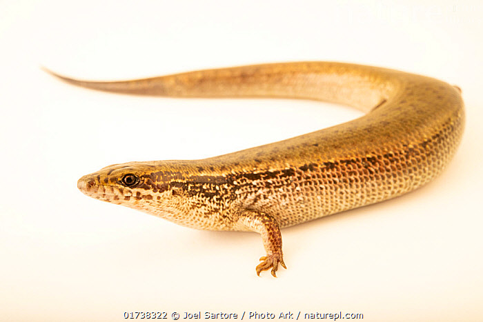 Stock photo of Hispaniolan smooth galliwasp (Celestus costatus ...