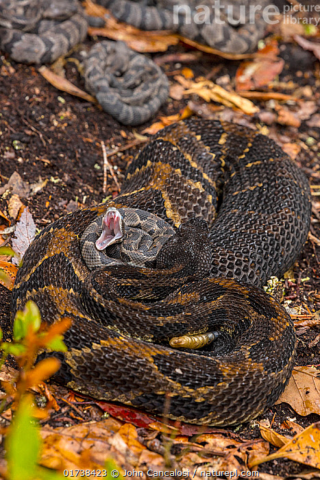 Young Timber Rattlesnake Outside Its Den Crotalus