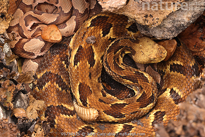 Stock photo of Timber rattlesnake (Crotalus horridus) gravid female ...
