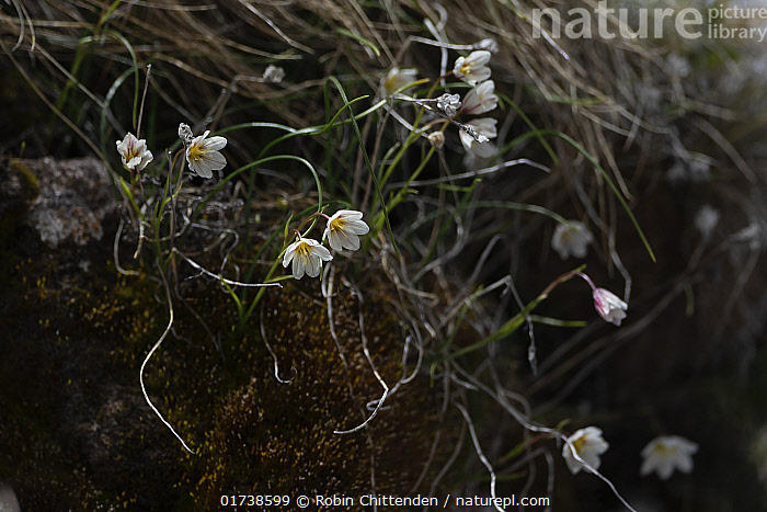 Stock photo of Snowdon lily (Gagea serotina) in flower, Switzerland ...