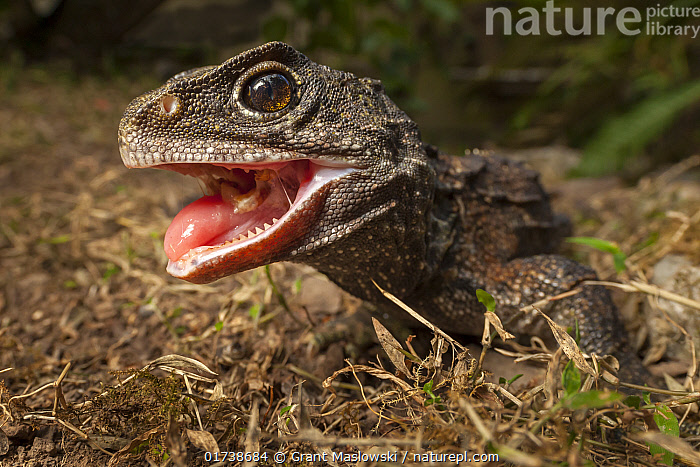 Stock photo of Tuatara (Sphenodon punctatus) female, with mouth open ...