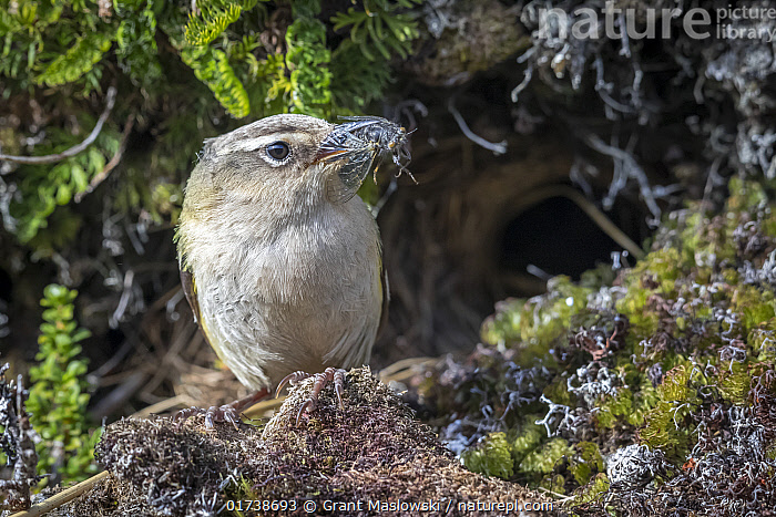 Rock Wren