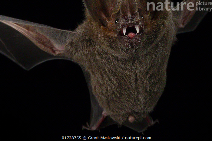 Stock photo of Fringe-lipped bat (Trachops cirrhosus) male ...