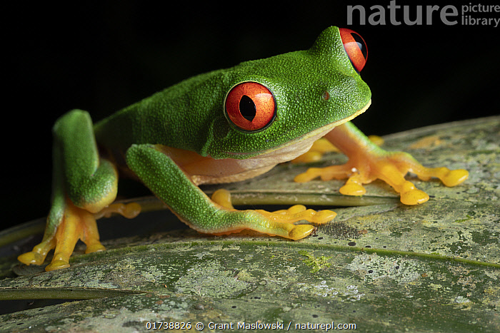 Stock photo of Red-eyed tree frog (Agalychnis taylori) male, resting on ...