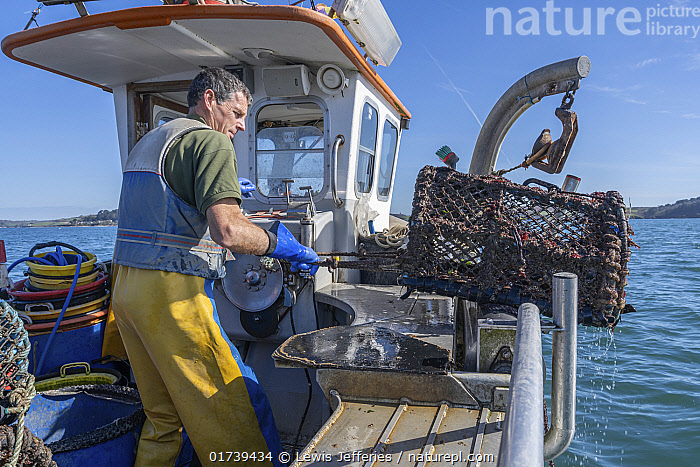 Stock photo of Lobster fisherman on fishing boat hauling up string of ...