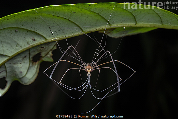 Stock photo of Harvestman (Opiliones) hanging from leaf, moulting ...