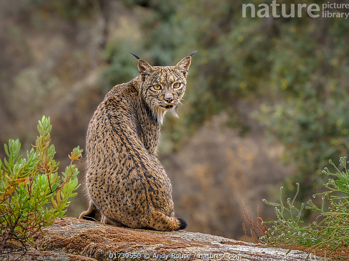 Stock photo of Iberian lynx (Lynx pardinus) male, sitting on rocks ...