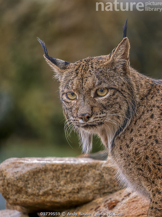 Stock photo of RF - Iberian lynx (Lynx pardinus) male, head portrait ...