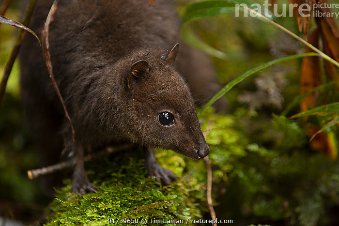 Stock photo of Dwarf wallaby (Dorcopsulus vanheurni) portrait, Foja ...
