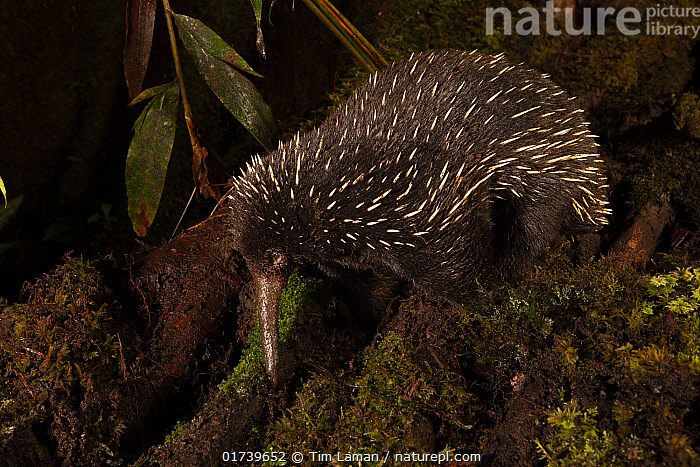 Stock photo of Eastern long-beaked echidna (Zaglossus bartoni) portrait ...
