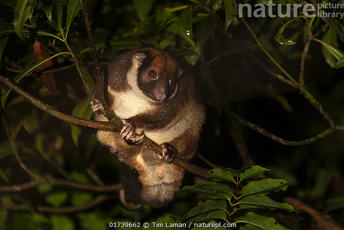 Stock photo of Painted ringtail possum (Pseudochirulus forbesi) sitting ...