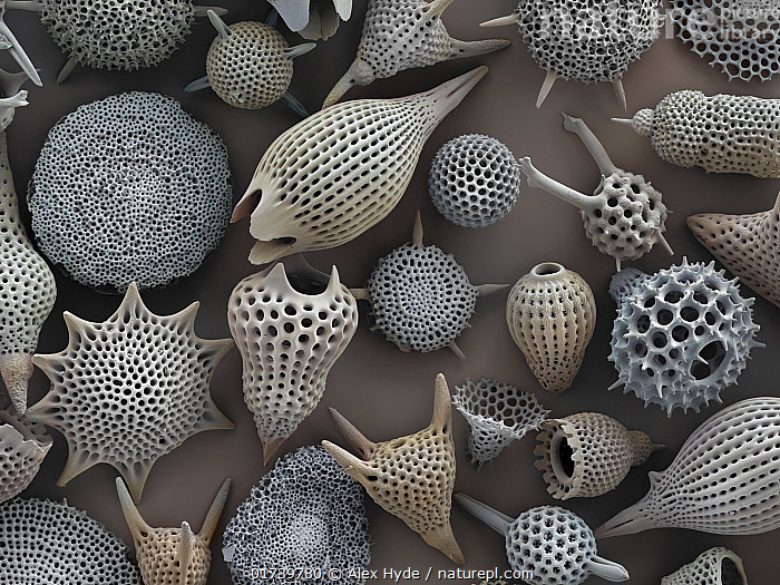 Stock photo of Assorted radiolaria, false-coloured scanning electron ...
