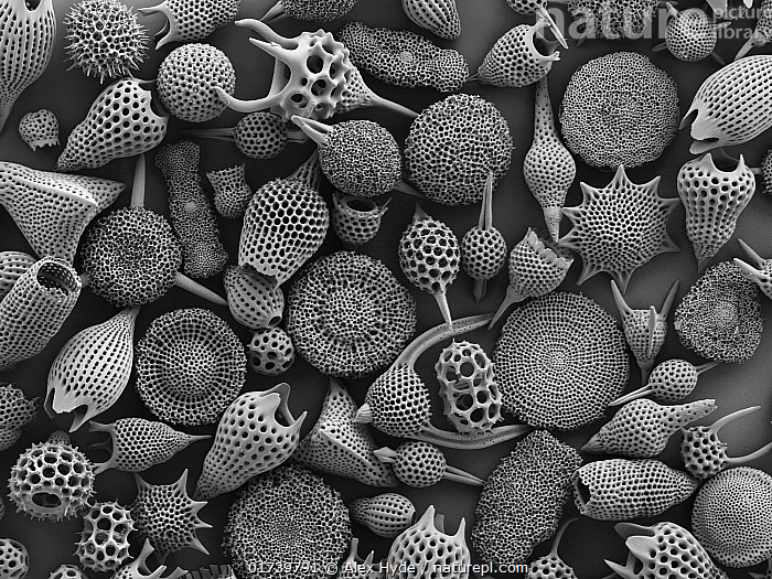 Stock photo of Assorted radiolaria, electron micrograph. The intricate ...