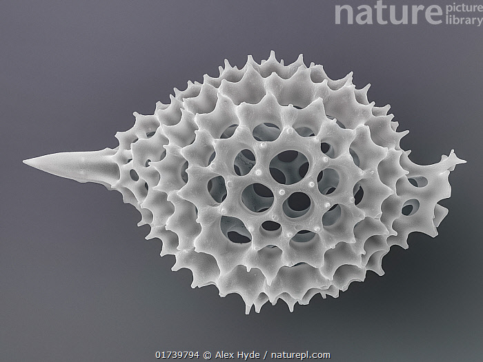 Stock photo of Radiolarian (Anthocyrtis ventricosa) skeleton. Radiolaria are protozoa ...