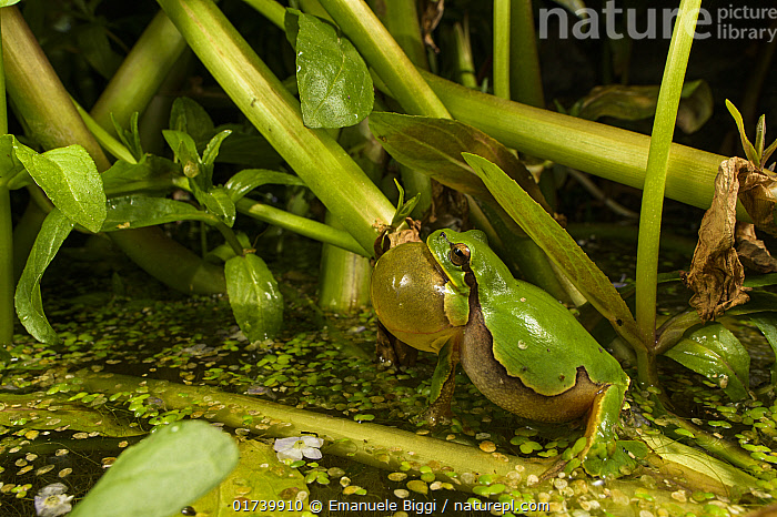 Stock photo of Italian tree frog (Hyla intermedia) male calling amongst ...