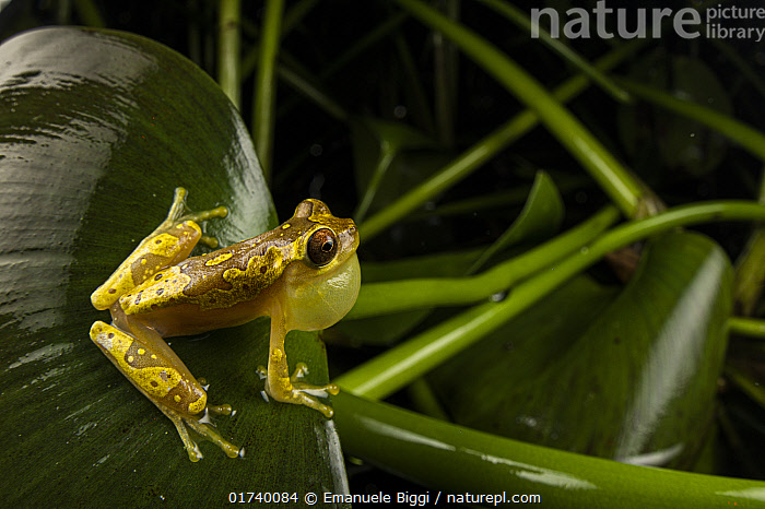Stock photo of Hourglass tree frog (Dendropsophus ebraccatus) sitting ...