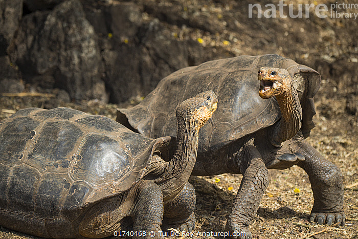 Stock photo of Two Floreana giant tortoises hybrid descendant ...