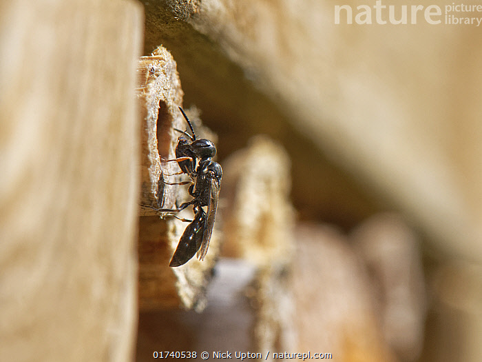 Stock photo of Horned black wasp (Passaloecus corniger) entering nest ...