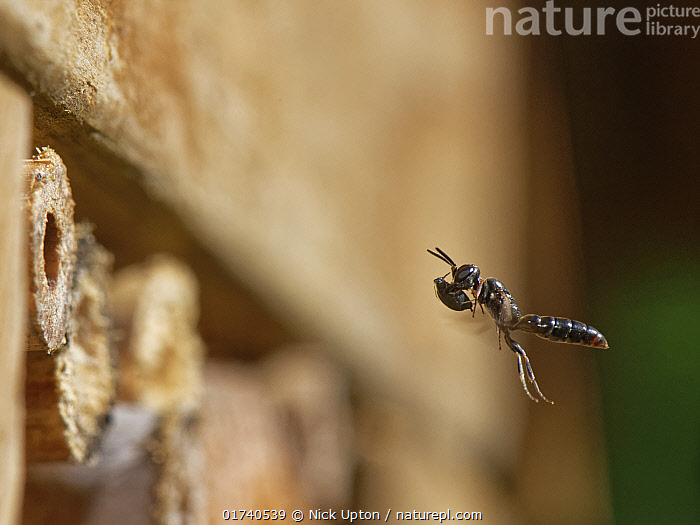 Stock photo of Horned black wasp (Passaloecus corniger) flying with a ...