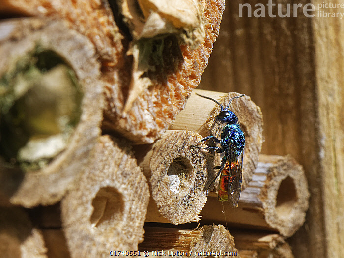 Stock photo of Ruby-tailed cuckoo wasp (Pseudomalus auratus) searching ...