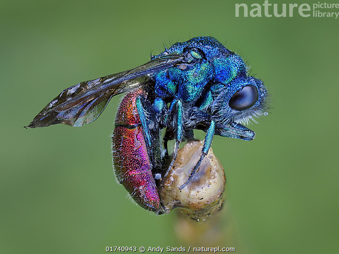 Stock photo of Cuckoo wasp (Chrysis ignita) sleeping wrapped around plant stem at dawn ...