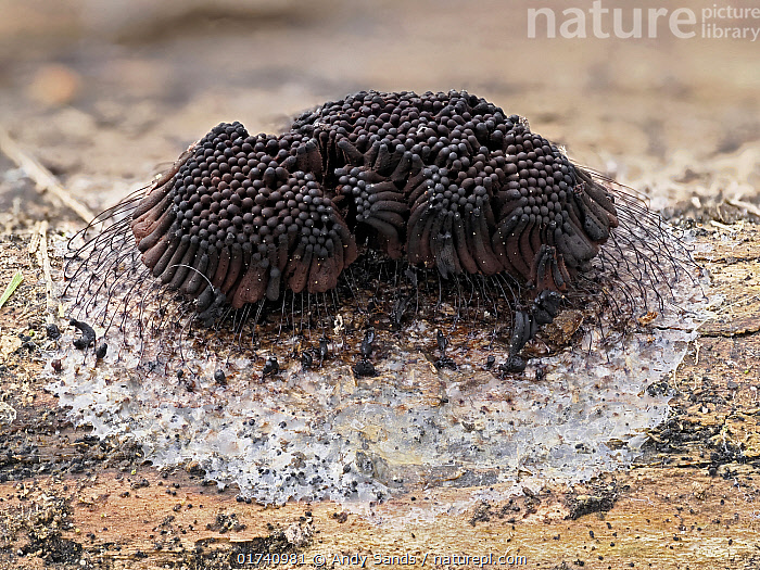 Stock photo of Slime mould (Stemonitis flavogenita) sporangia showing ...