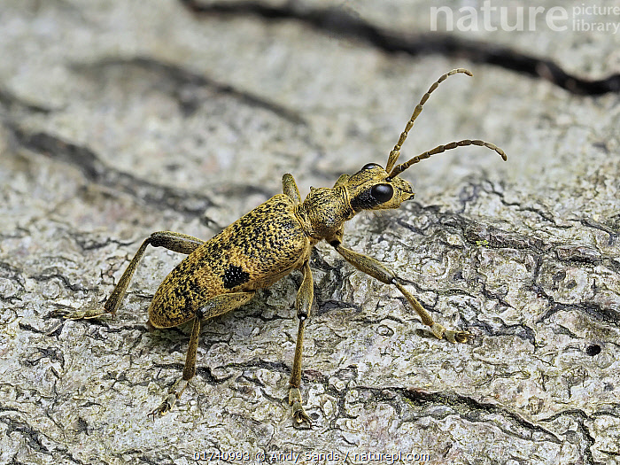 Stock photo of RF - Longhorn beetle (Rhagium mordax) recently emerged ...