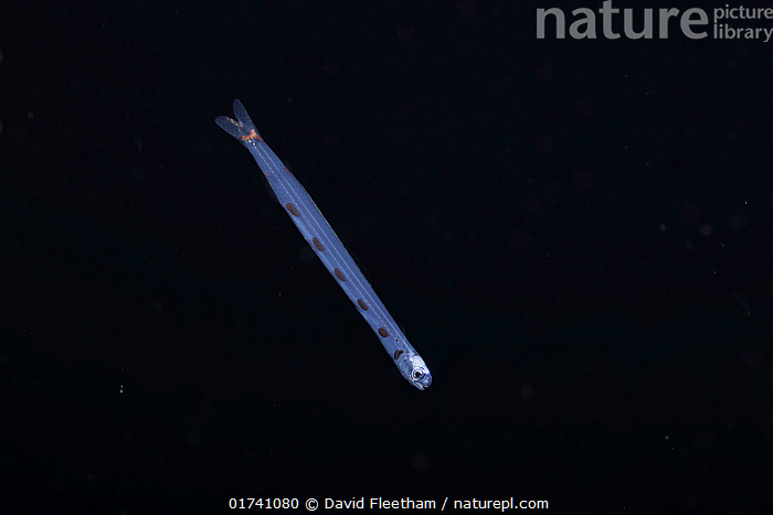 Stock photo of Snakefish (Trachinocephalus myops) larvae swimming in ...