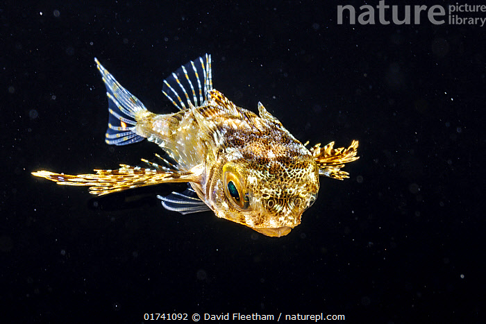Stock photo of Oriental flying gurnard (Dactylopterus orientalis ...
