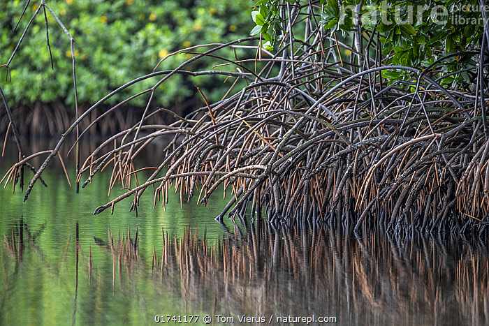 Stock photo of Red mangrove (Rhizophora mangle) prop roots fringing a ...