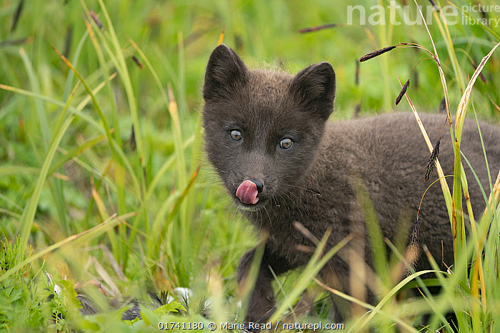 Stock photo of Pribilof Islands arctic fox (Vulpes lagopus ...