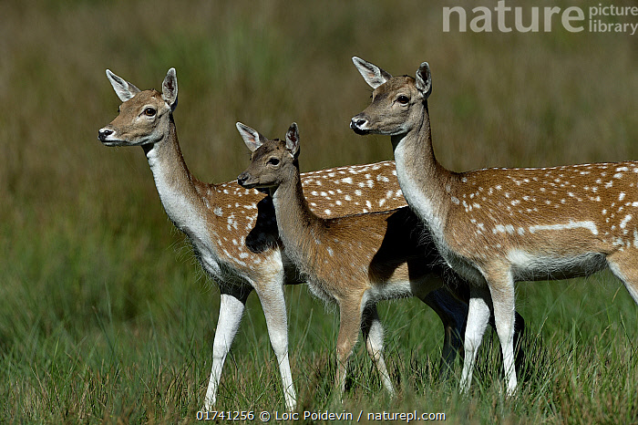 Stock photo of Two European fallow deer (Dama dama) females with fawn ...