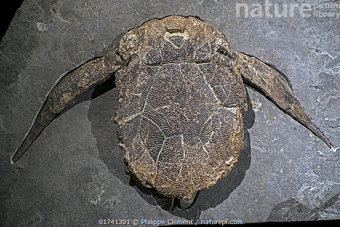 Bothriolepis