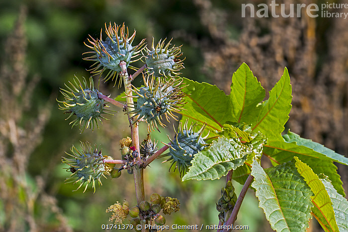 Castor Bean Fruit