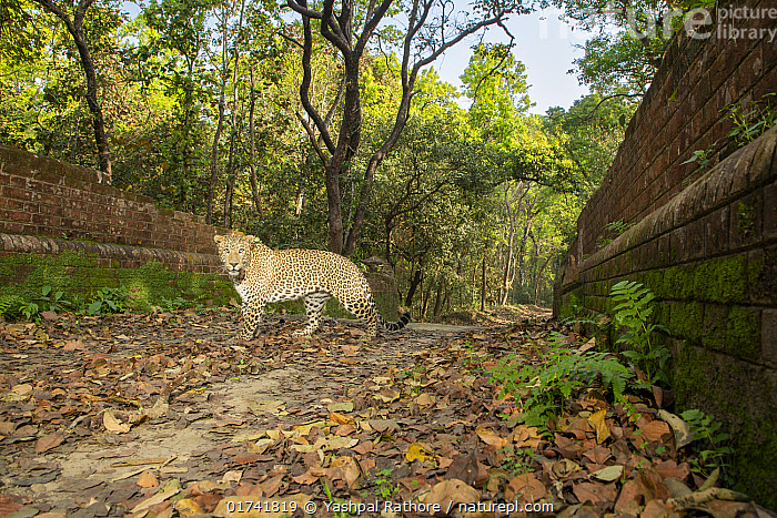 Stock photo of Indian leopard (Panthera pardus fusca) walking across a ...