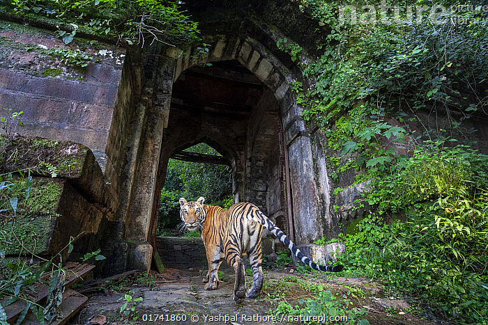 Stock photo of Tiger (Panthera tigris) female, walking through entrance ...