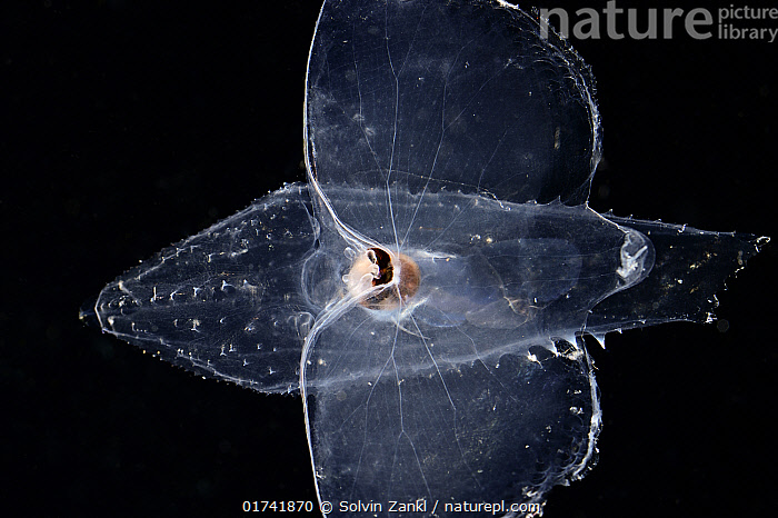 Sea Butterfly Shell