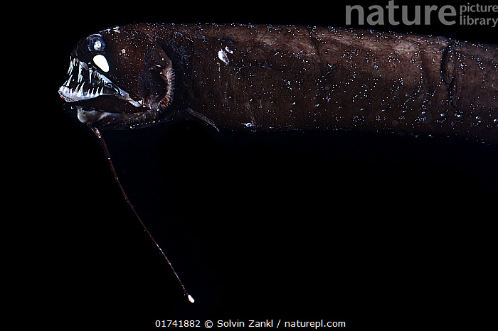 Stock photo of Barbeled dragonfish (Melanostomias tentaculatus ...