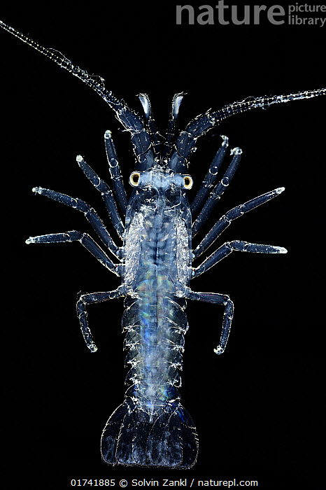 Stock photo of Spiny lobster (Panulirus sp.) pueruli larva stage ...