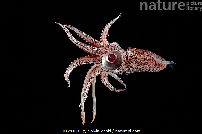 Stock photo of Cock-eyed squid (Histioteuthis bonnellii) portrait. This ...