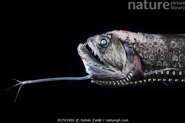 Stock photo of Scaly dragonfish (Stomias boa) head portrait, showing distinctive long ...