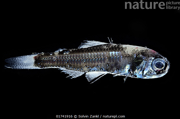 Stock photo of Mead's lanternfish (Diaphus meadi) portrait. Typically ...
