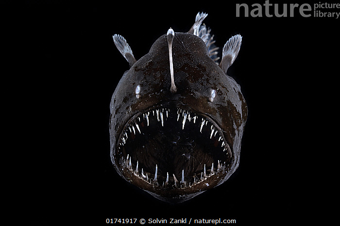 Stock photo of Johnson's abyssal seadevil (Melanocetus johnsonii ...