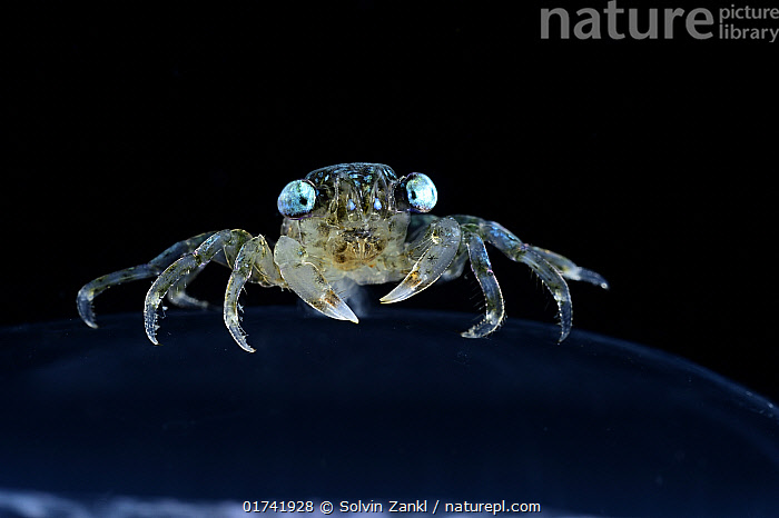 Stock photo of Brachyuran crab, megalopa larva stage, portrait ...