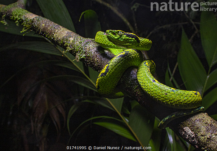 Stock photo of Yellow-blotched palm-pit viper (Bothriechis aurifer ...
