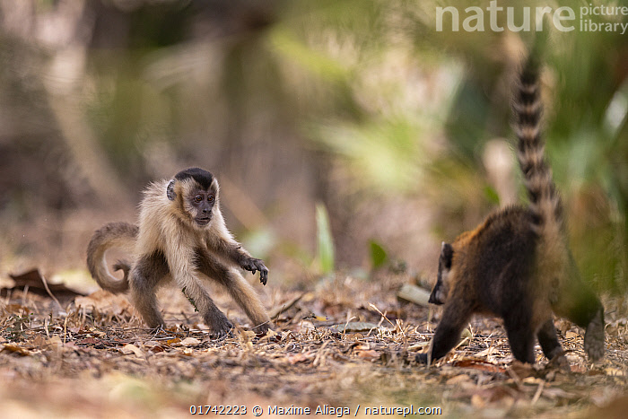 Stock photo of Tufted capuchin (Sapajus apella) startled by a Coati ...