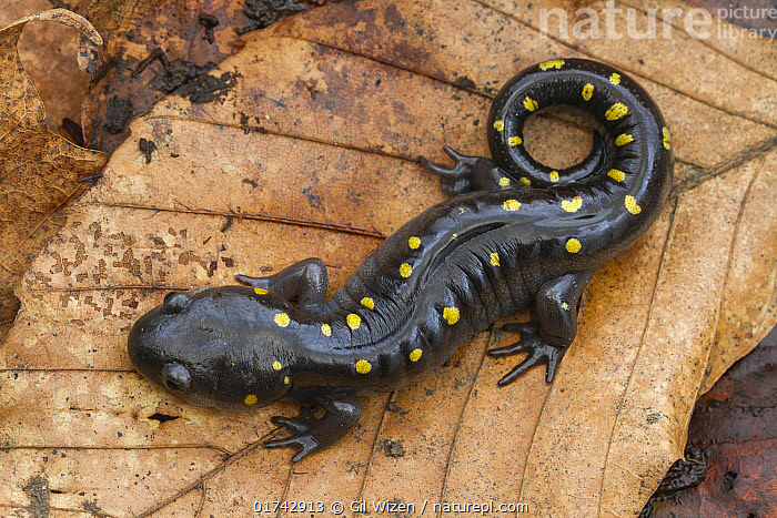 Stock photo of Spotted salamander (Ambystoma maculatum) juvenile ...
