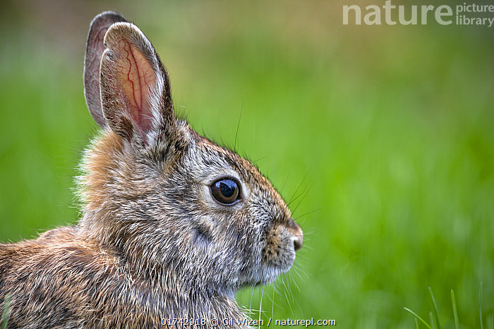 Stock photo of Eastern cottontail (Sylvilagus floridanus) head portrait ...