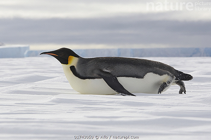 Emperor Penguins Aptenodytes Forsteri Side View Photograph Emperor